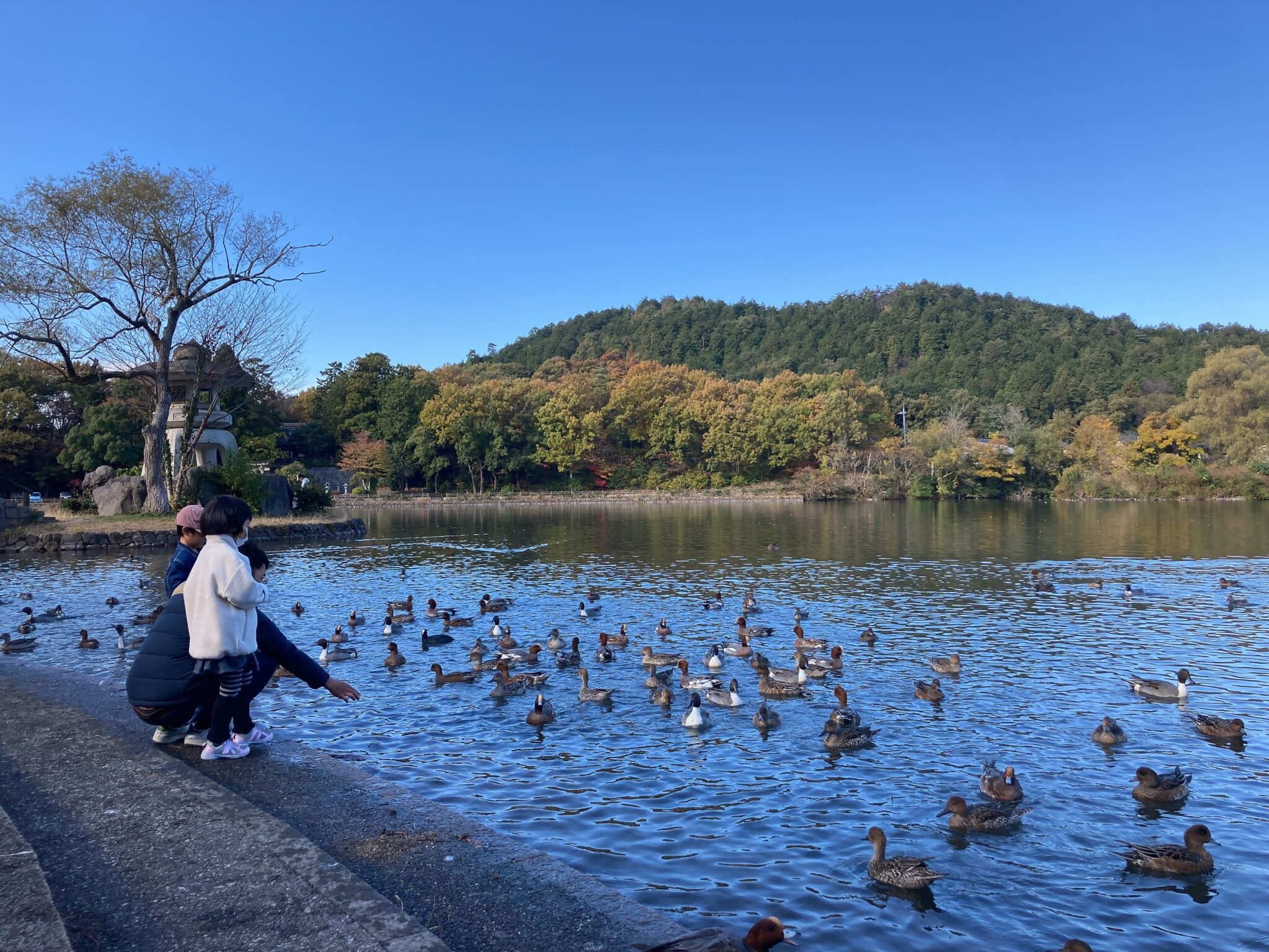 【紅葉特集】2023年版 滋賀の紅葉絶景スポット30選！一度は訪れたい人気の名所から穴場まで♪ - しがそび -shigasobi-