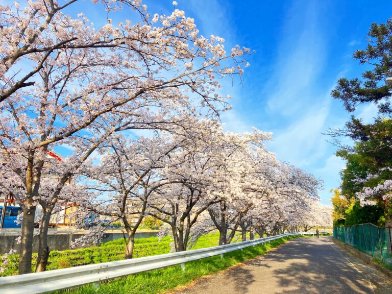 【栗東市 桜】霊仙寺橋公園の桜並木とは⁈ 滋賀の穴場スポット - しがそび -shigasobi-