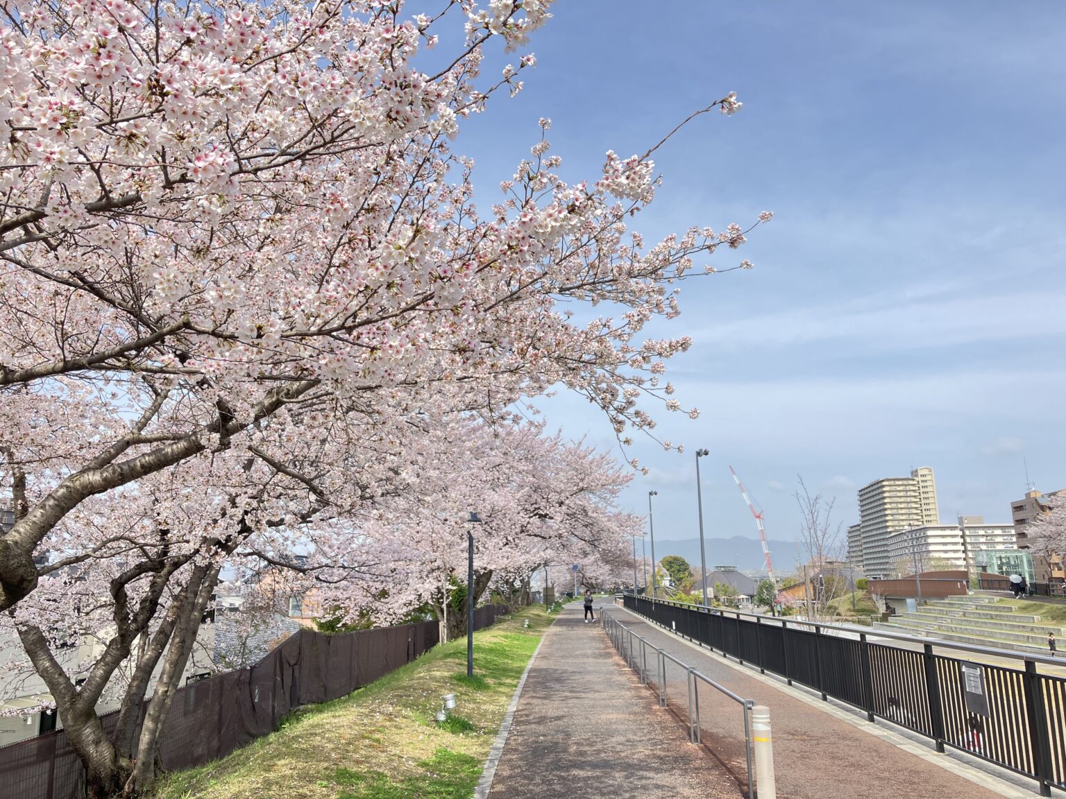 【草津 イベント】3/27追記あり！くさつ桜まつり2023 in草津川跡地公園de愛ひろば 2023年4月1日~4月2日 - しがそび -shigasobi-