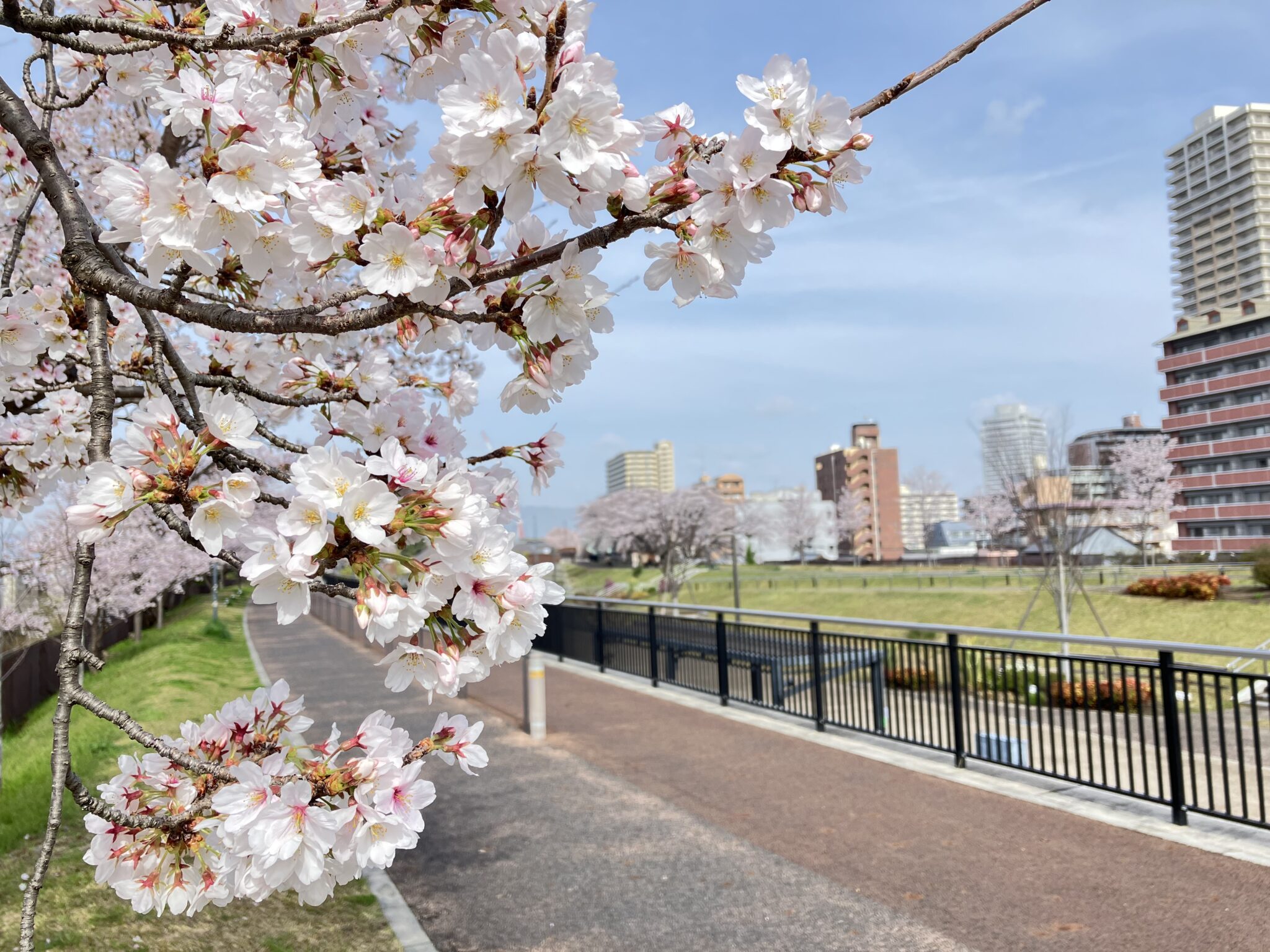 【草津 イベント】3/27追記あり！くさつ桜まつり2023 in草津川跡地公園de愛ひろば 2023年4月1日~4月2日 - しがそび -shigasobi-