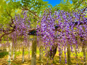 【草津市 藤】志那三郷の藤とは？志那神社の藤の花が見頃を迎えています。 - しがそび -shigasobi-