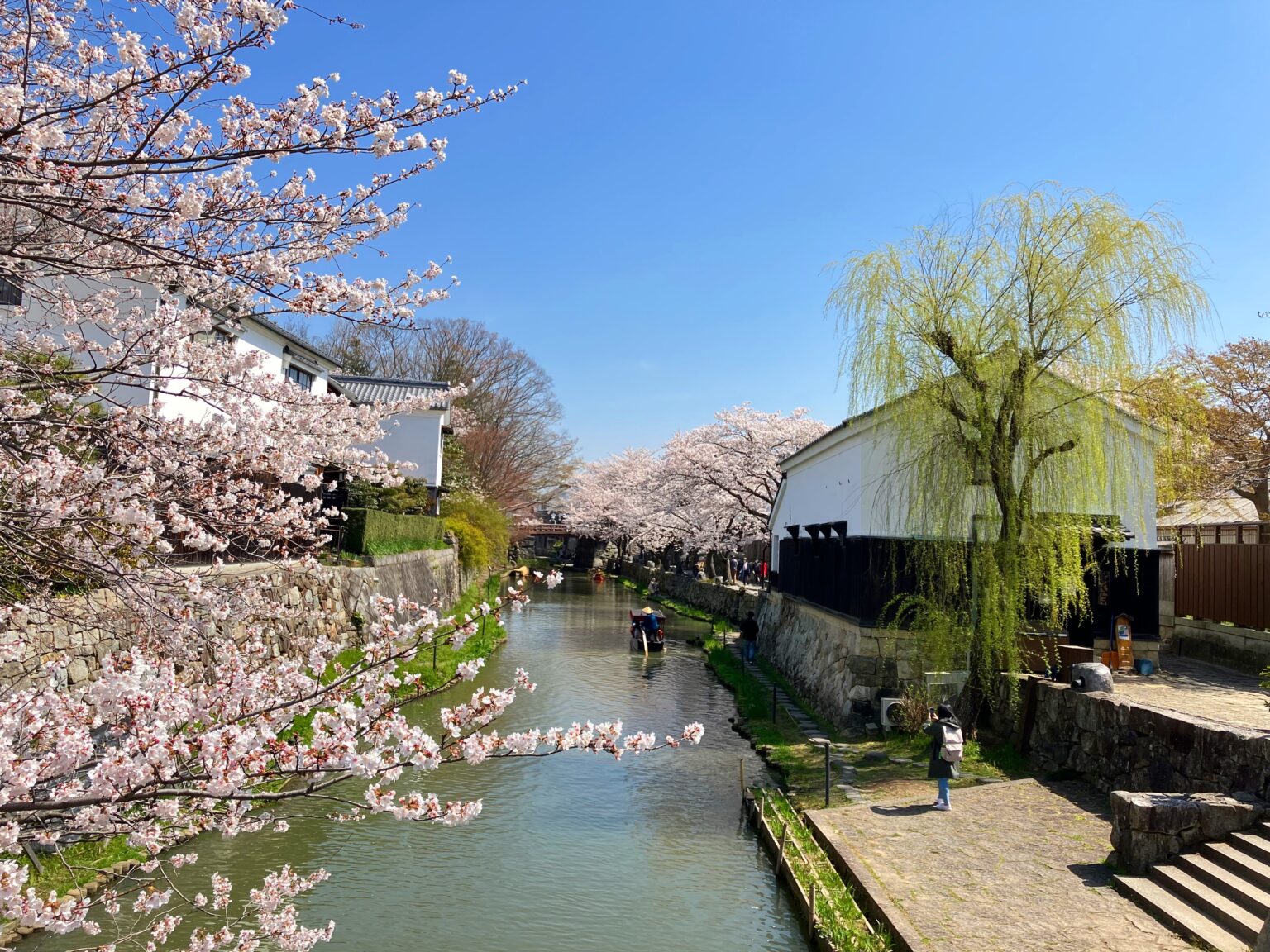 【近江八幡 桜】八幡堀の桜とは⁈ 人気観光スポット・近江商人の町・たねや・手漕ぎ和船 - しがそび -shigasobi-