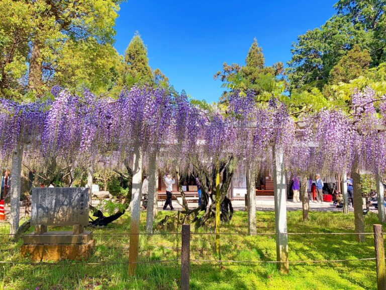 【草津市 観光】三大神社とは？砂擦りの藤が見頃を迎えています！さんだいじんじゃ・志那町 - しがそび -shigasobi-