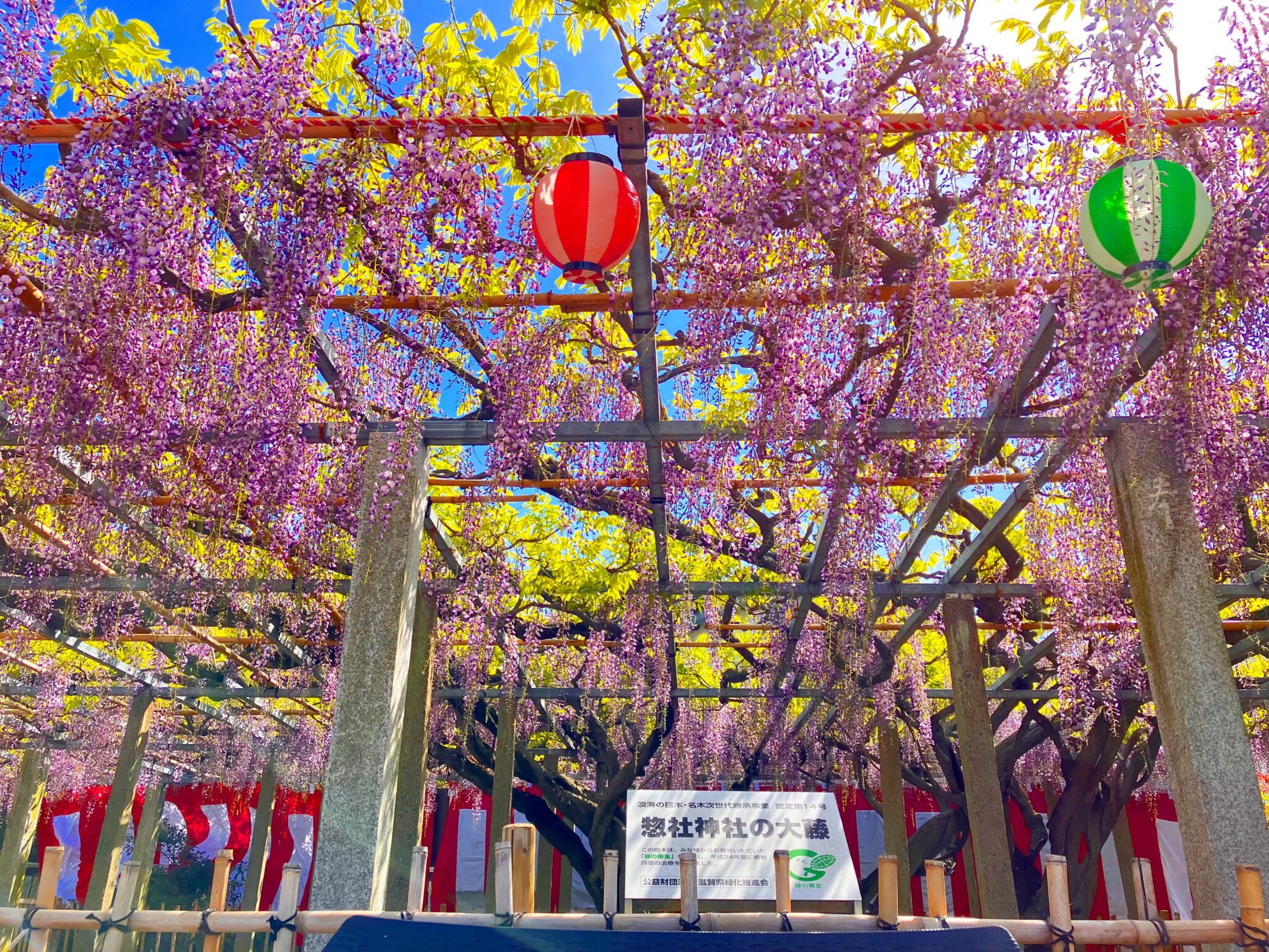 【草津市 藤】志那三郷・惣社神社の藤とは？藤の花が見頃を迎えています。 - しがそび -shigasobi-