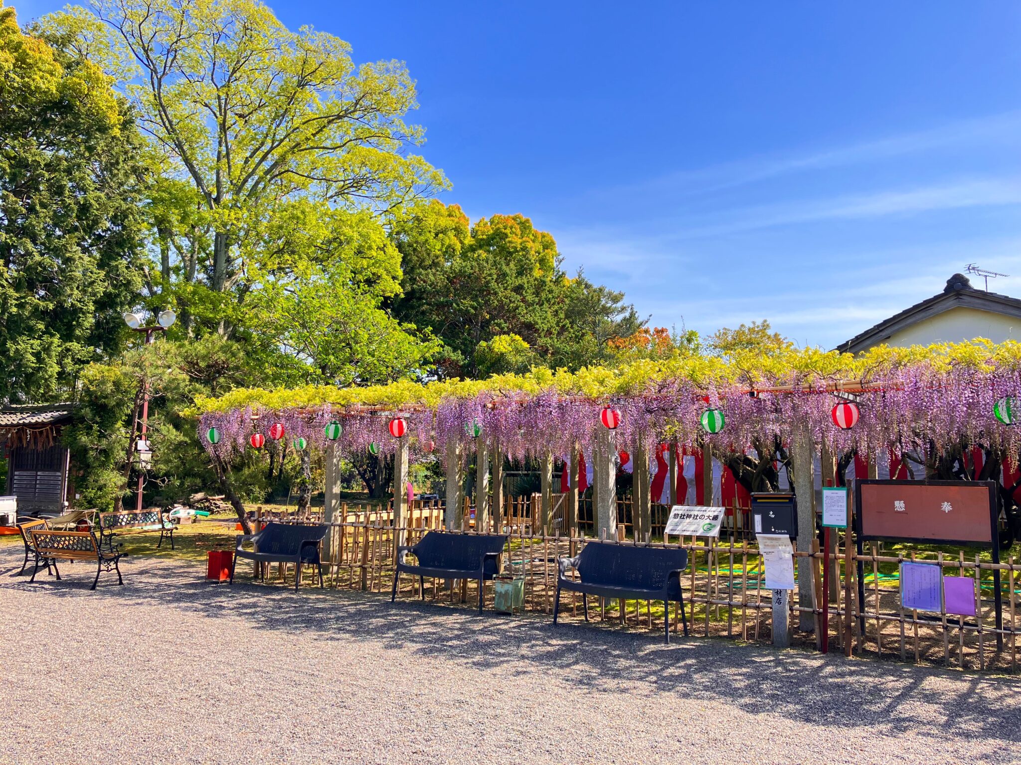 【草津市 藤】志那三郷・惣社神社の藤とは？藤の花が見頃を迎えています。 - しがそび -shigasobi-