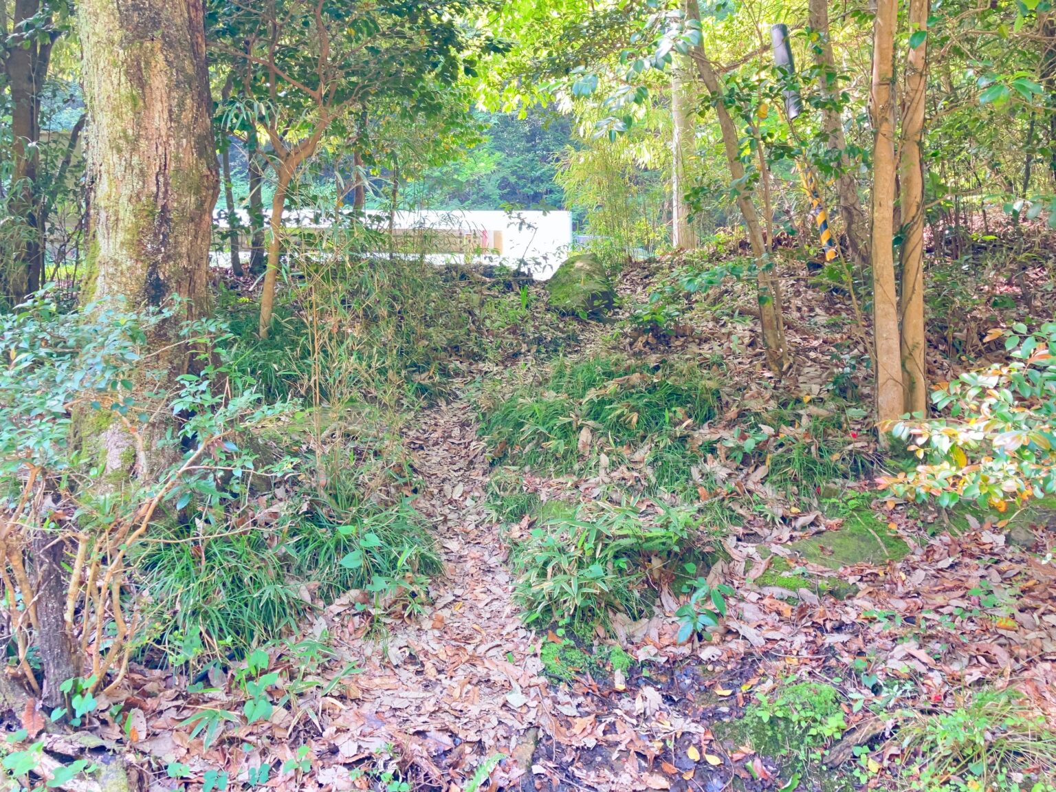 【大津市 水遊び】富川 29 犬の鼻先ジャンプ・信楽川の川遊びスポット - しがそび -shigasobi-