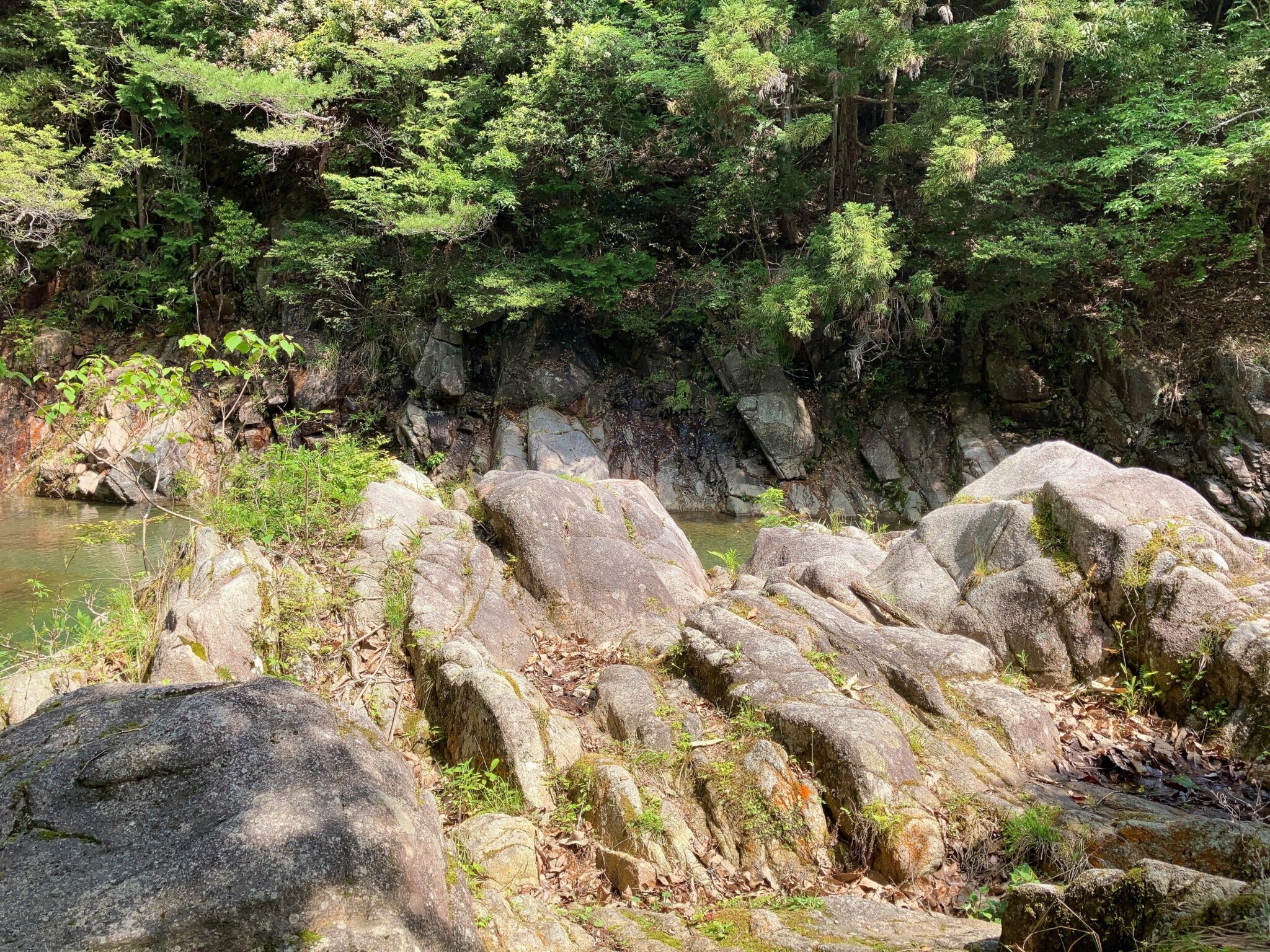 【大津市 水遊び】富川 29 犬の鼻先ジャンプ・信楽川の川遊びスポット - しがそび -shigasobi-