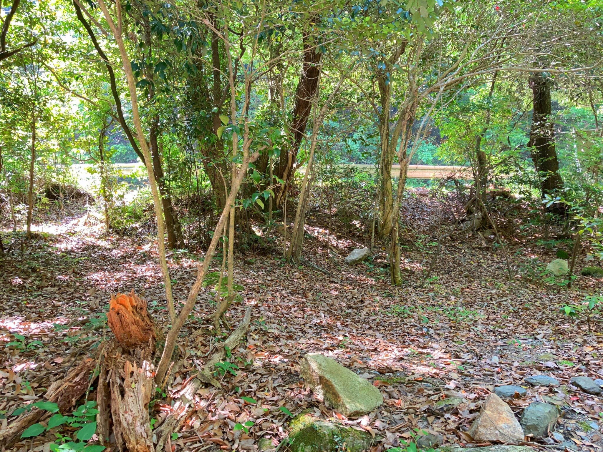 【大津市 水遊び】富川 30 休憩エリア・信楽川の川遊びスポット - しがそび -shigasobi-