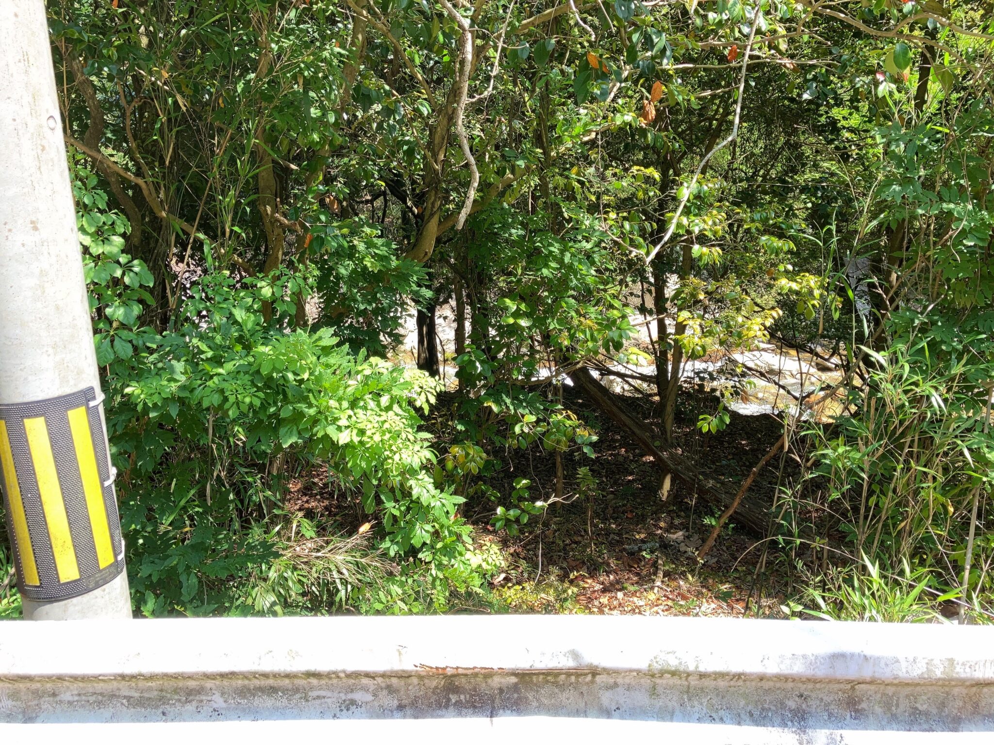 【大津市 水遊び】富川 30 休憩エリア・信楽川の川遊びスポット - しがそび -shigasobi-