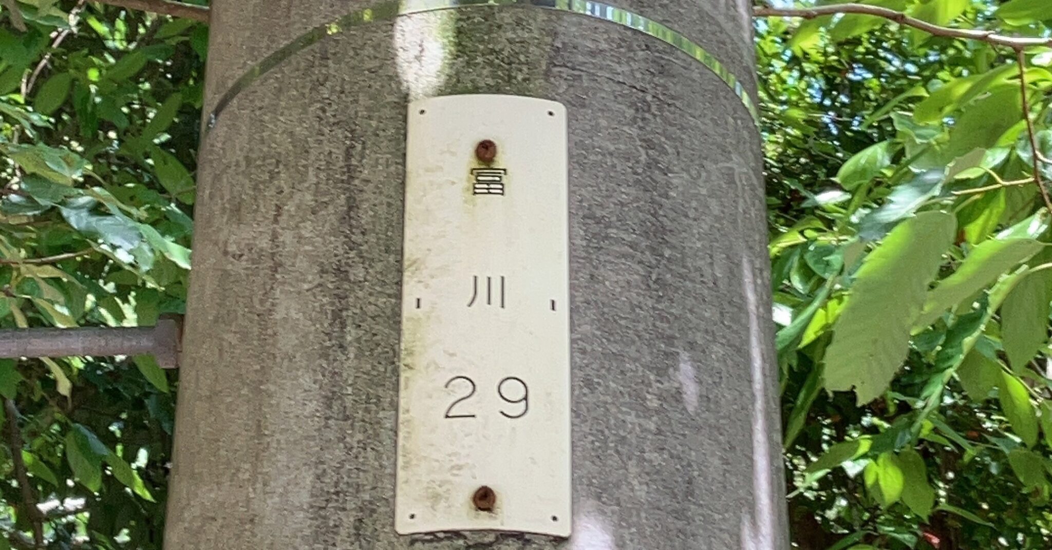 【大津市 水遊び】富川 29 犬の鼻先ジャンプ・信楽川の川遊びスポット - しがそび -shigasobi-