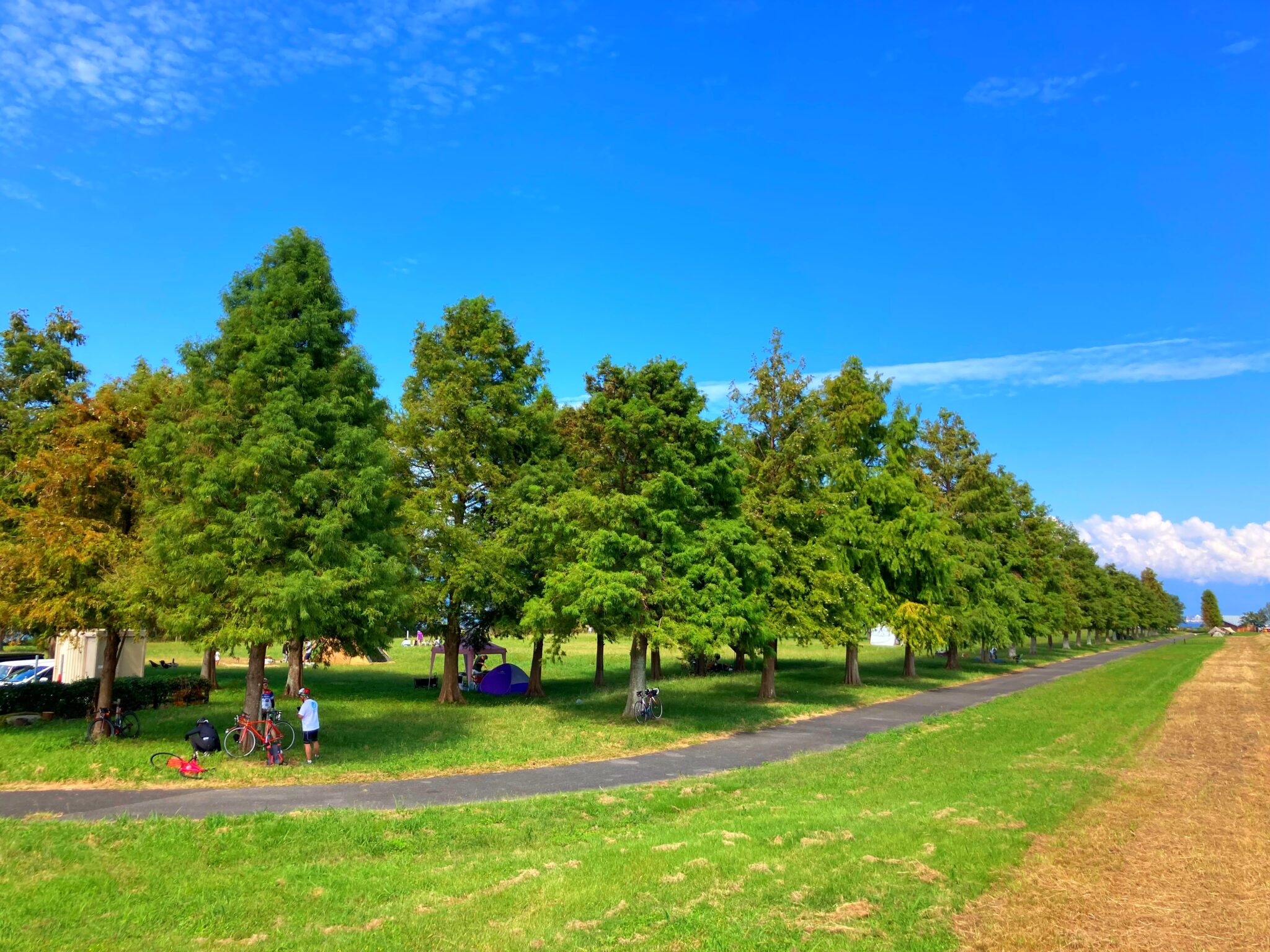 【草津市 キャンプ】志那1(南)とは⁈メタセコイア並木のある芝生広場が魅力！こじんまりした湖岸緑地で人気は高め！ - しがそび -shigasobi-