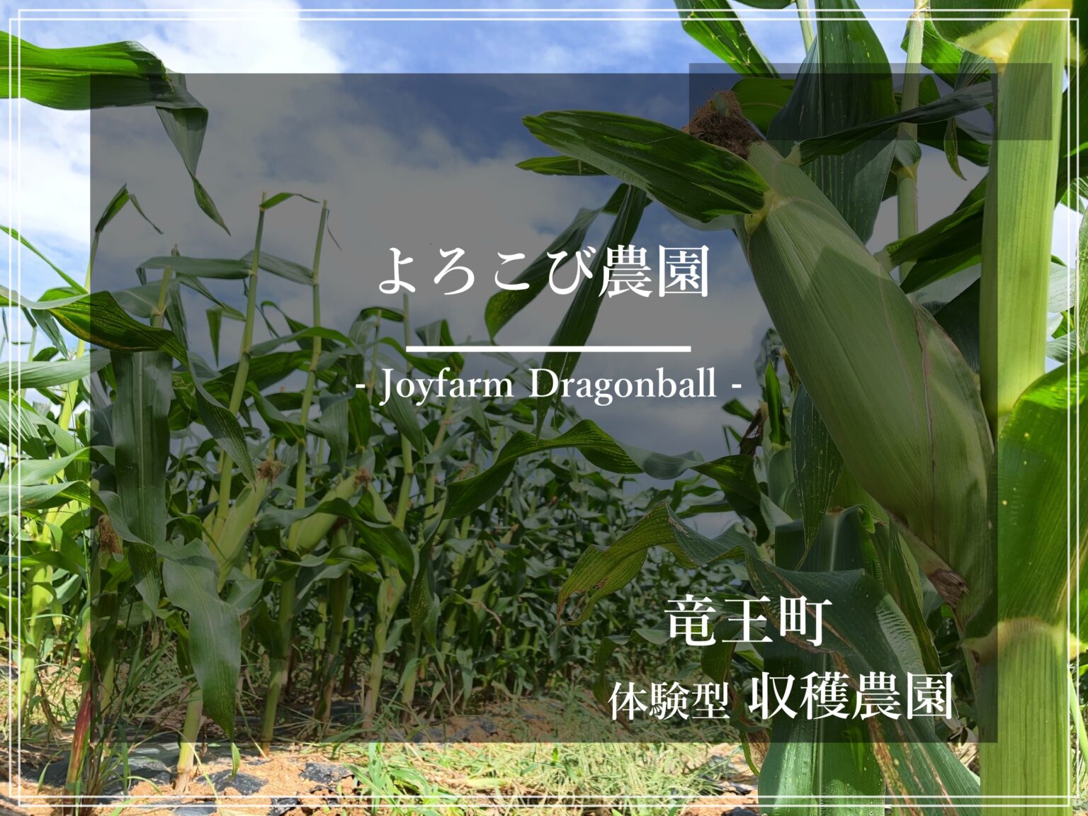 【近江八幡 桜】八幡公園の桜は⁈ 今が満開！人気のさくらスポット - しがそび -shigasobi-