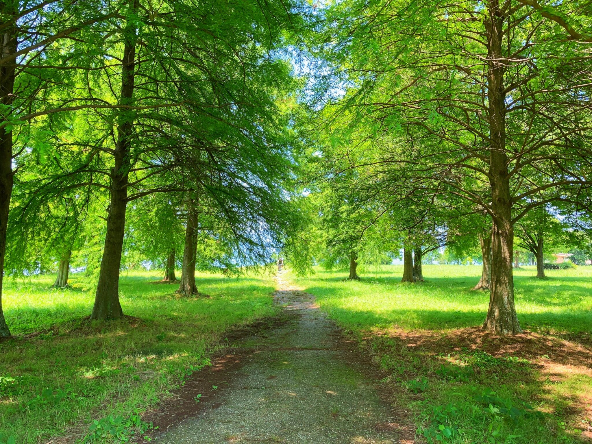 【湖岸緑地】津田江1-南の開放的な芝生広場で、バーベキューを楽しもう！ - しがそび -shigasobi-